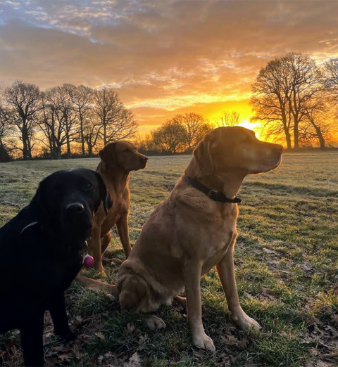 Scrase Farms | All grades of hay and straw for sale. Buy direct from ...